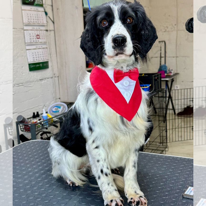 Русский охотничий спаниель, взрослый пёс