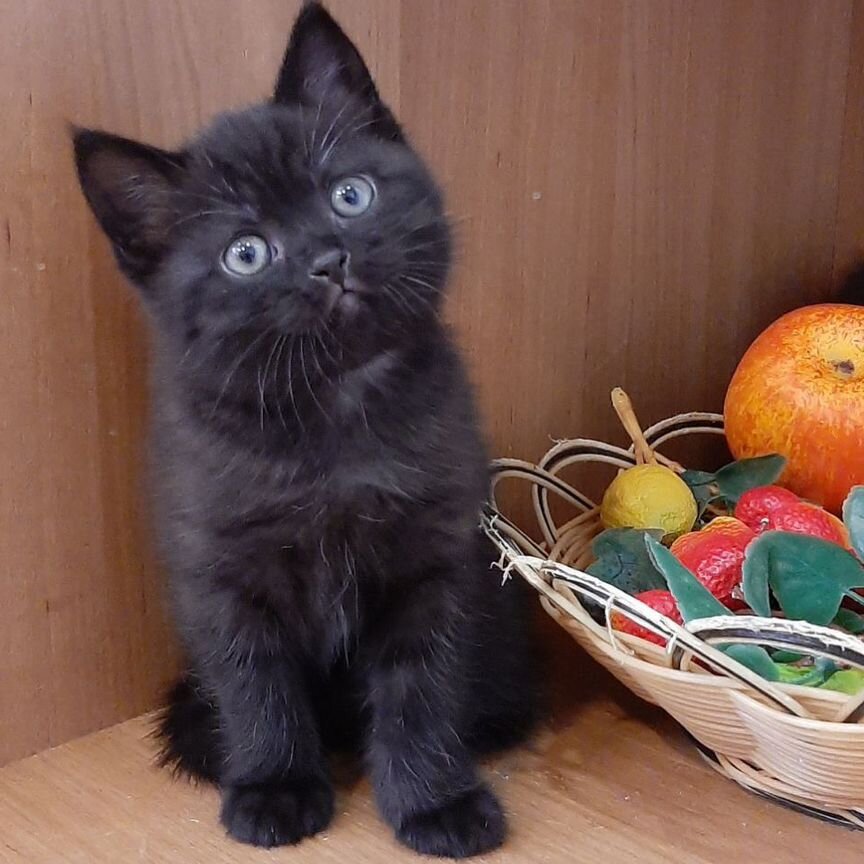 Британские котята