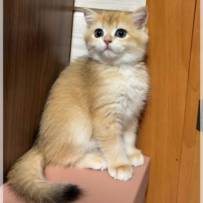 Британский короткошёрстный котёнок