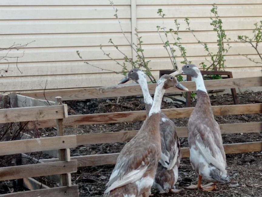 Бегунки Арлекино. Кохинхин карлик цыплята и ия
