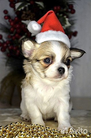 Малышка Чихуахуа к Рождеству