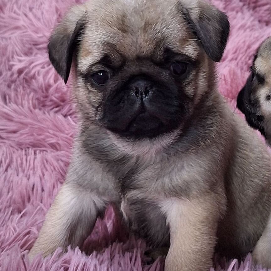Мопс