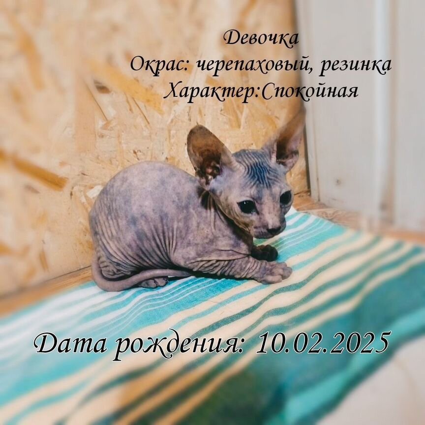 Домашние животные котята