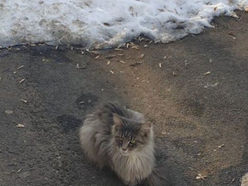 Котейка пушистик
