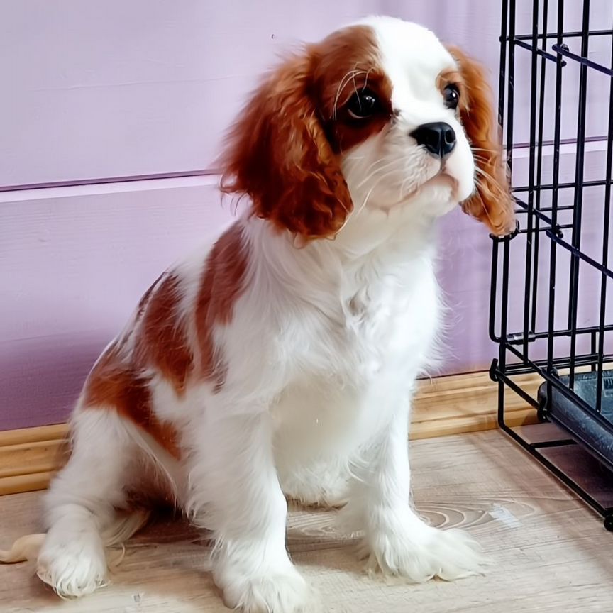 Кавалер кинг-чарльз-спаниель, щенок