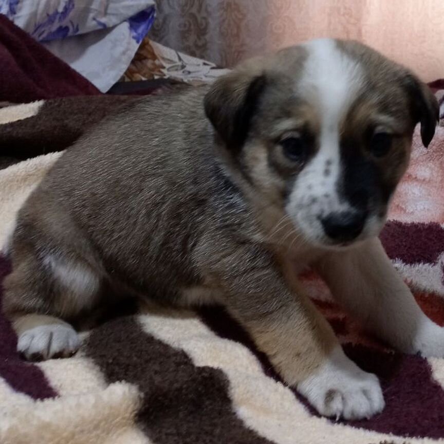 Русская гончая, щенок