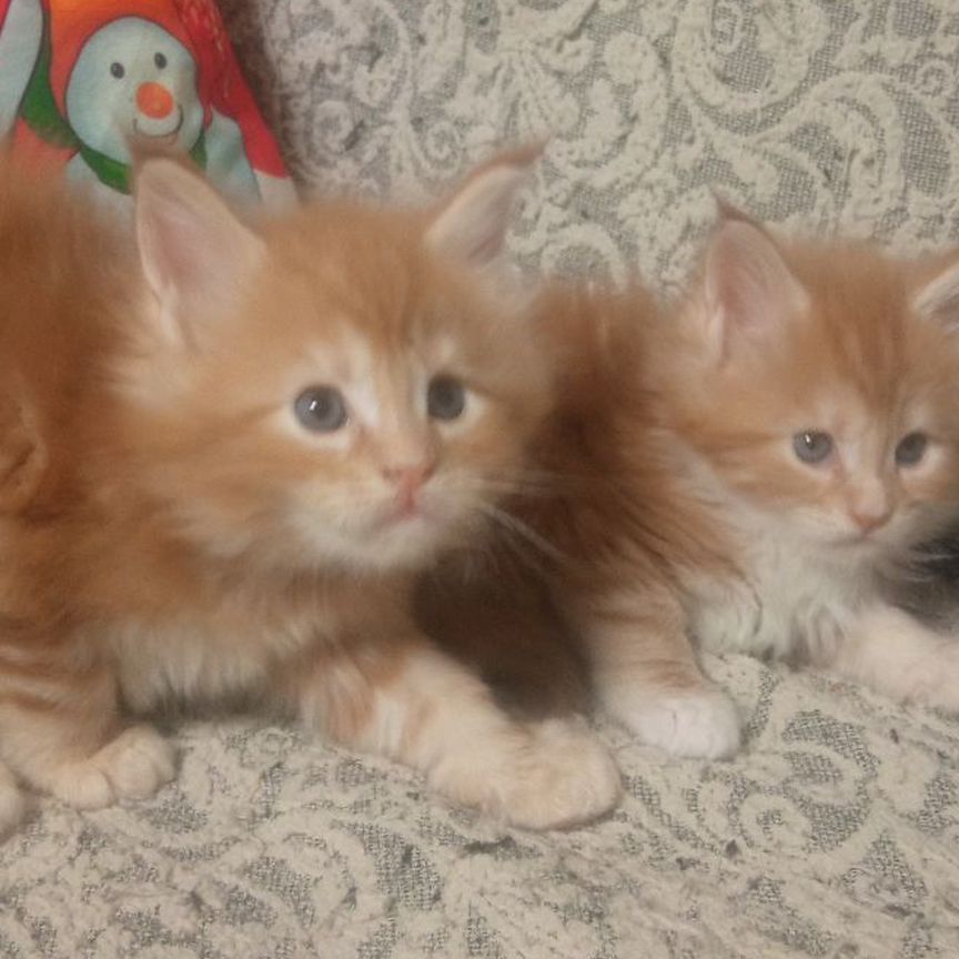 Котята мейн-кун великолепный новогодний подарок