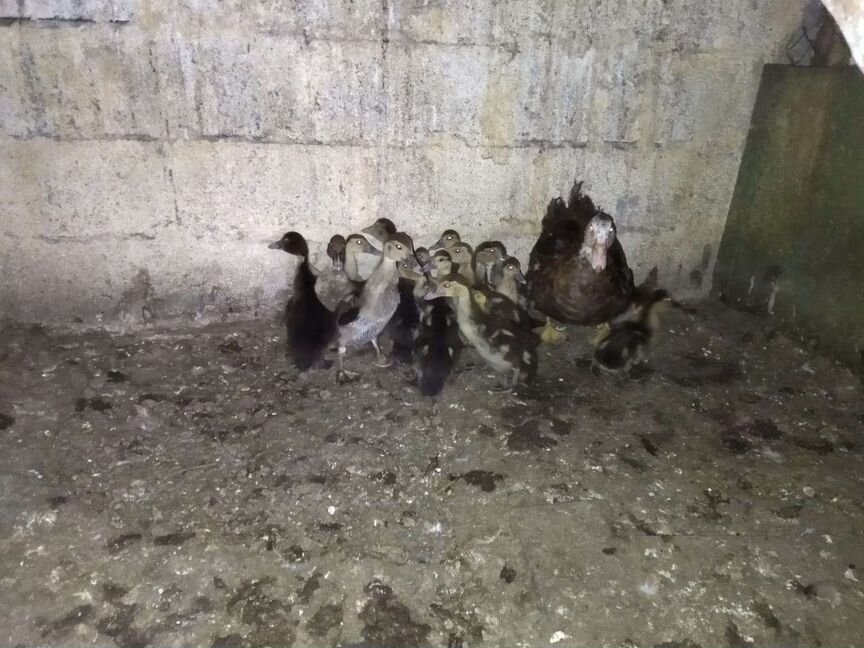 Утята