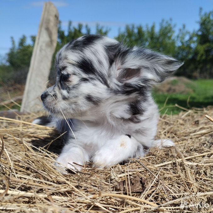 Длинношёрстная мини -девочка окрас мерле