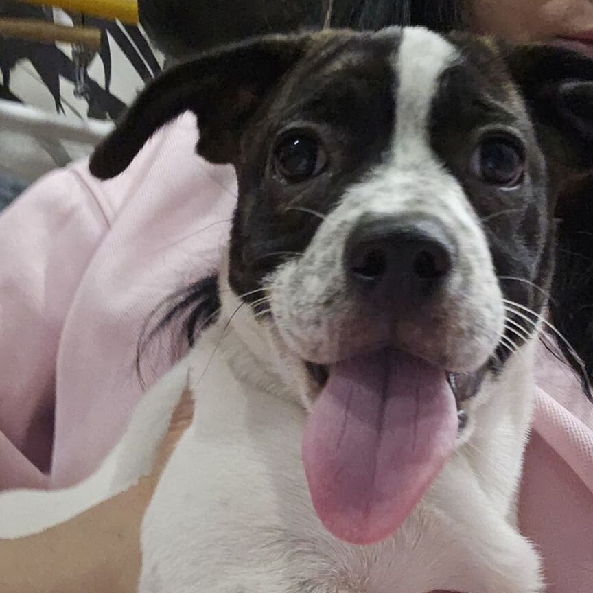 Щенок в добрые руки