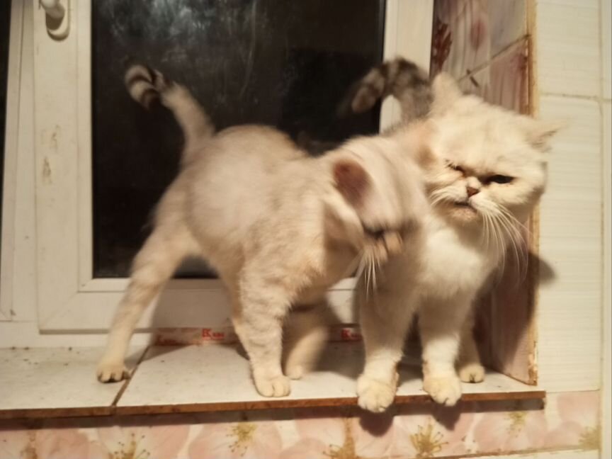 Золотая и серебряная шиншилла