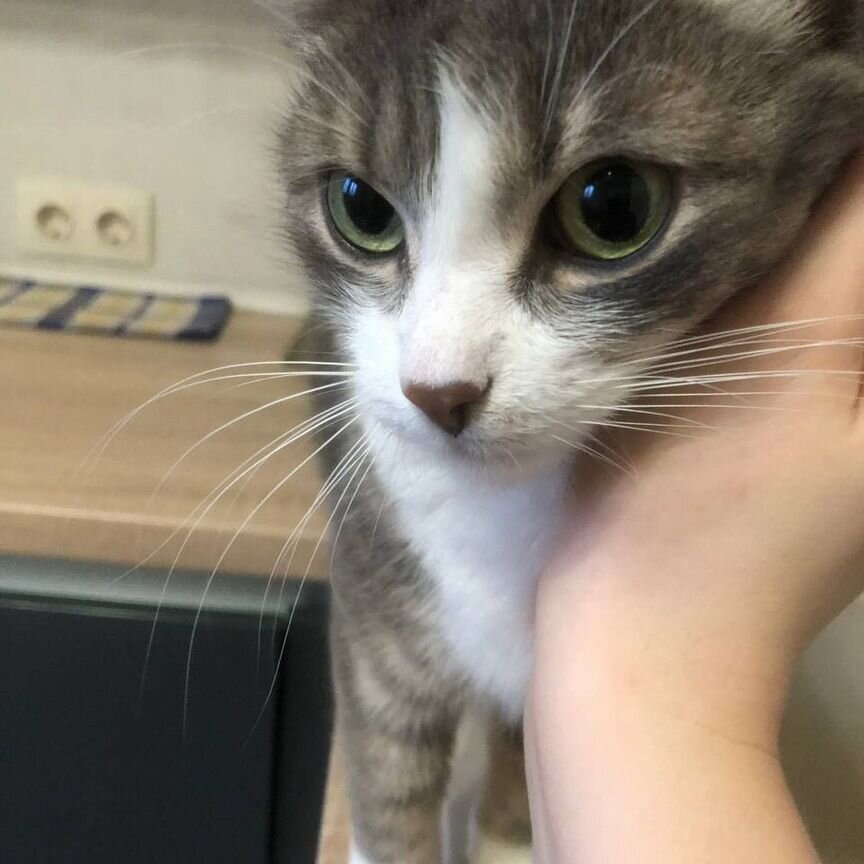 Ласковая кошечка ищет дом