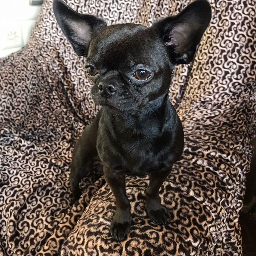 Случка чихуахуа