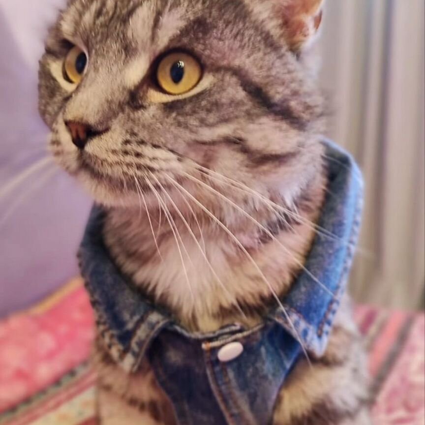 Спасите кота Матроскина