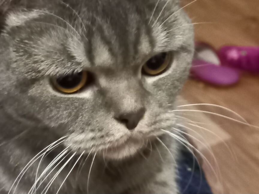 Потеряшки кошки