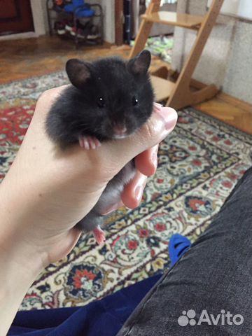 Сирийский хомяк