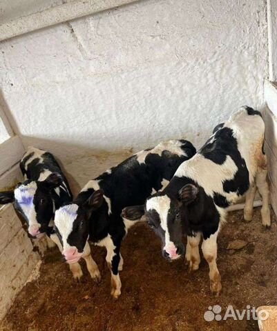 Бычки телята