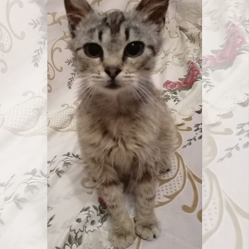 Котёнок в добрые руки