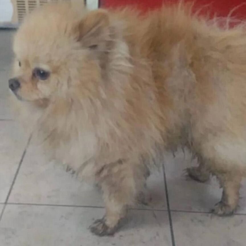 Найдена собака шпиц