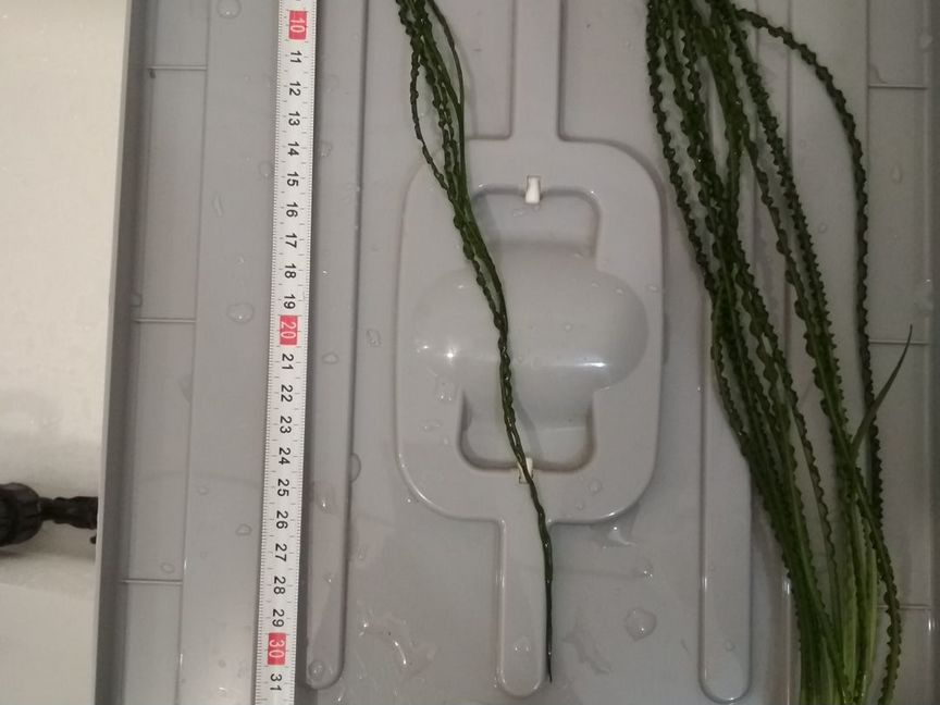 Аквариумные растения