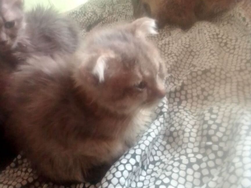 Шотландский котенок
