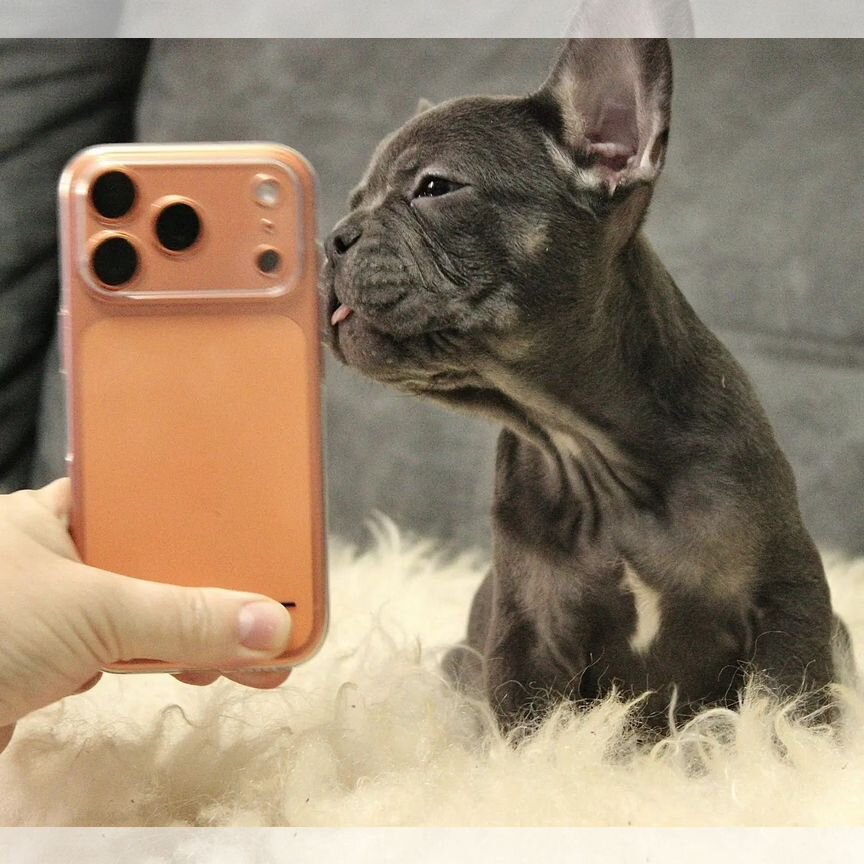 Французский бульдог, щенок