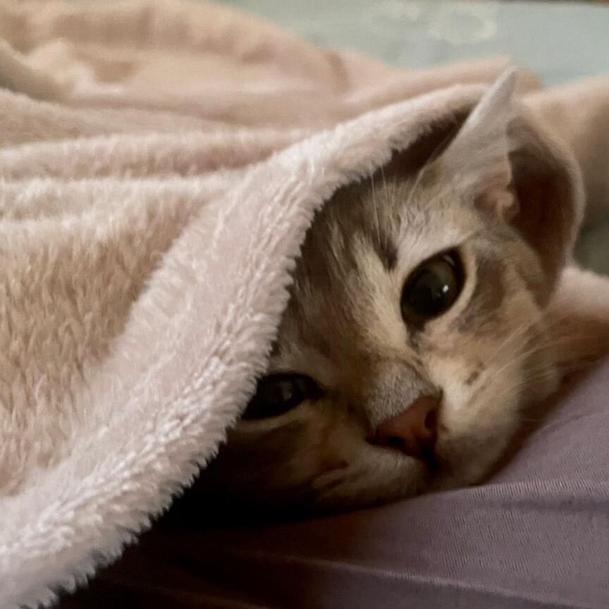 Сержик. 6 мес. кастрирован