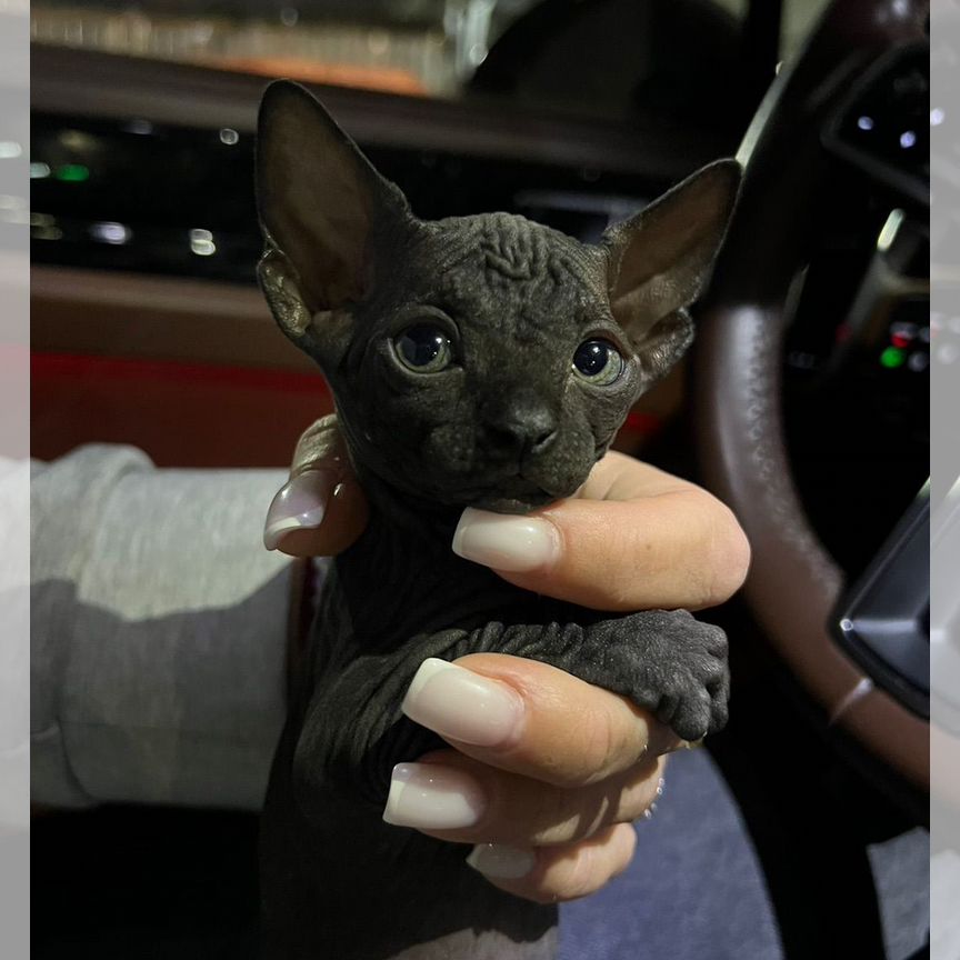 Котята сфинкс