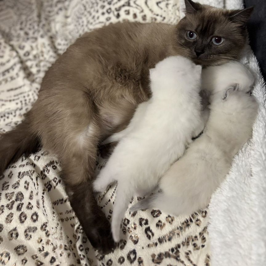 Продажа шотландских котят