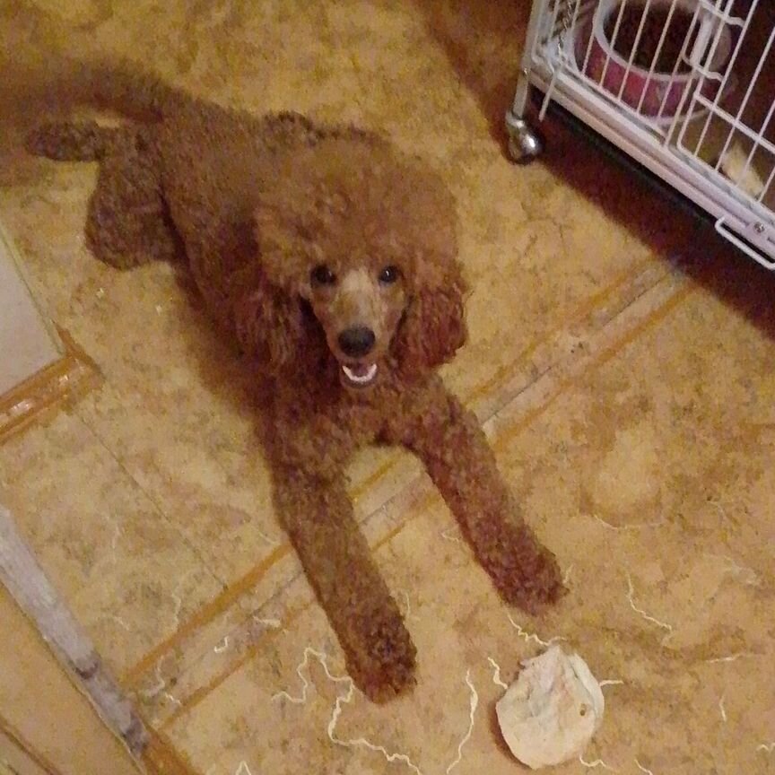 Мальчишка карликовый пудель 1,5 года