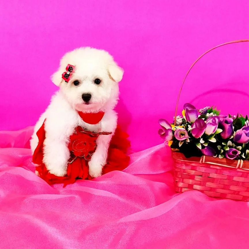 Бишон фризе, щенок