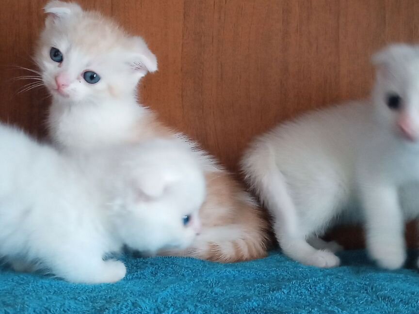 Вислоухие котята белые, рыжие, разноглазые