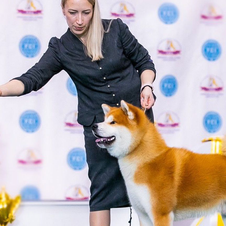 Акита-ину, вязка