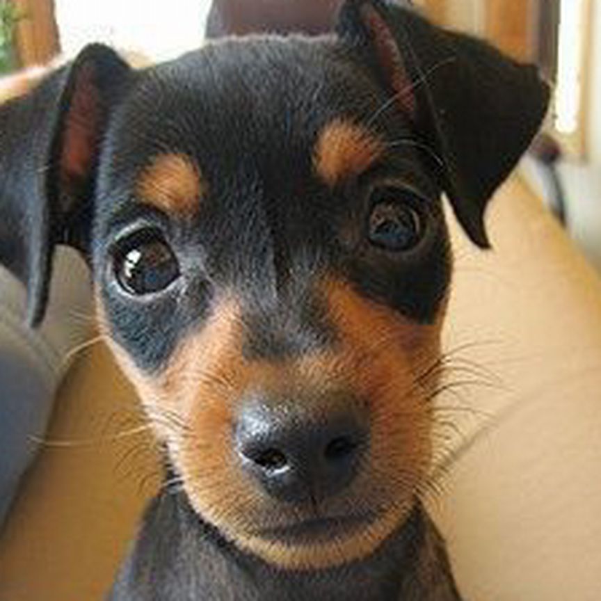 Цвергпинчер, щенок