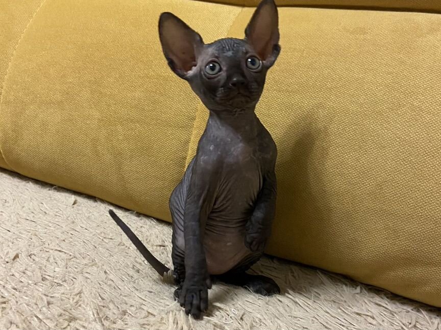 Котята канадского сфинкса