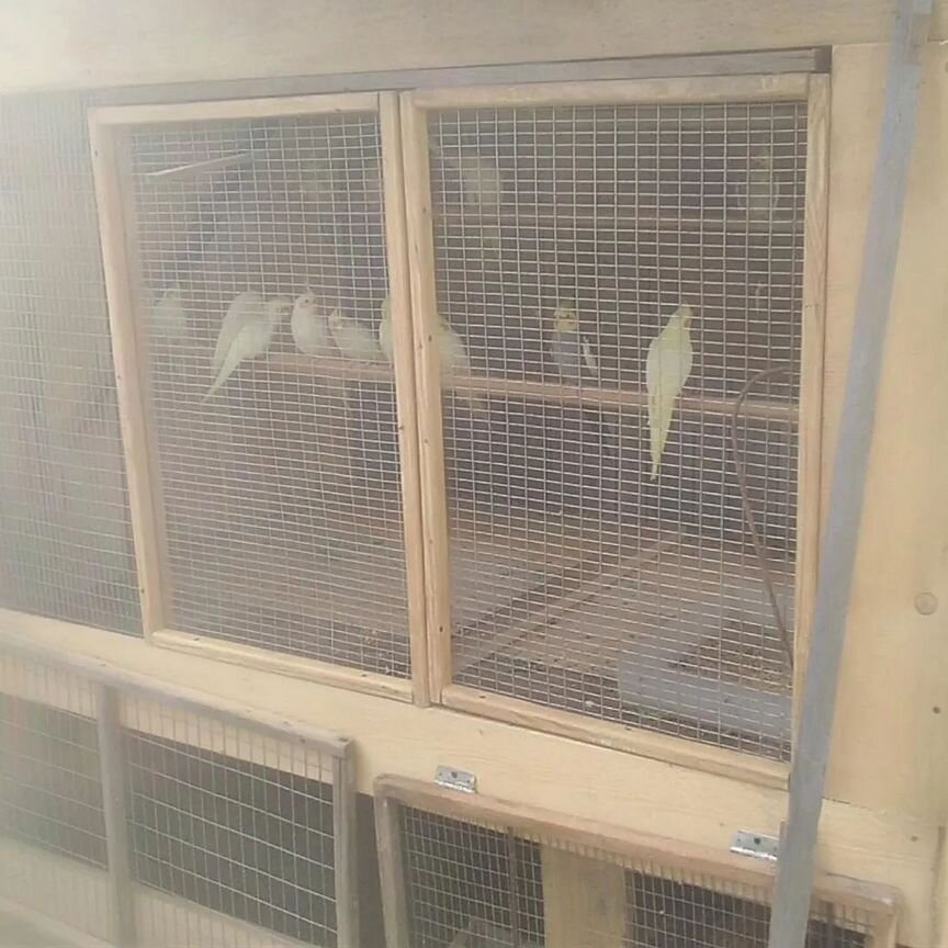 Попугай карела