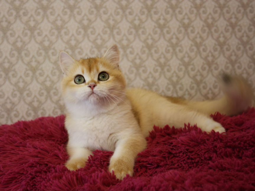 Ласковая золотая шиншилла кошечка