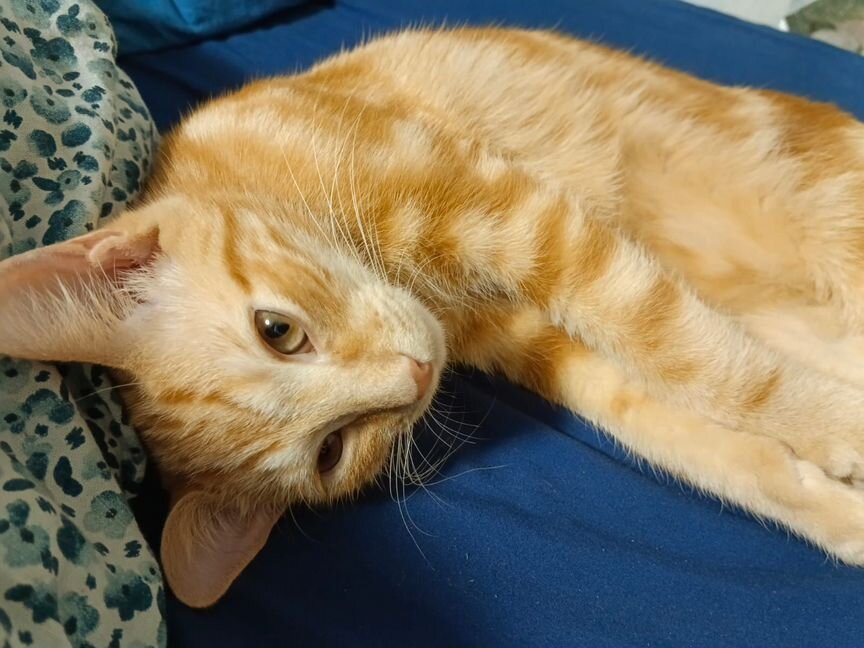 Котенок 4 месяца