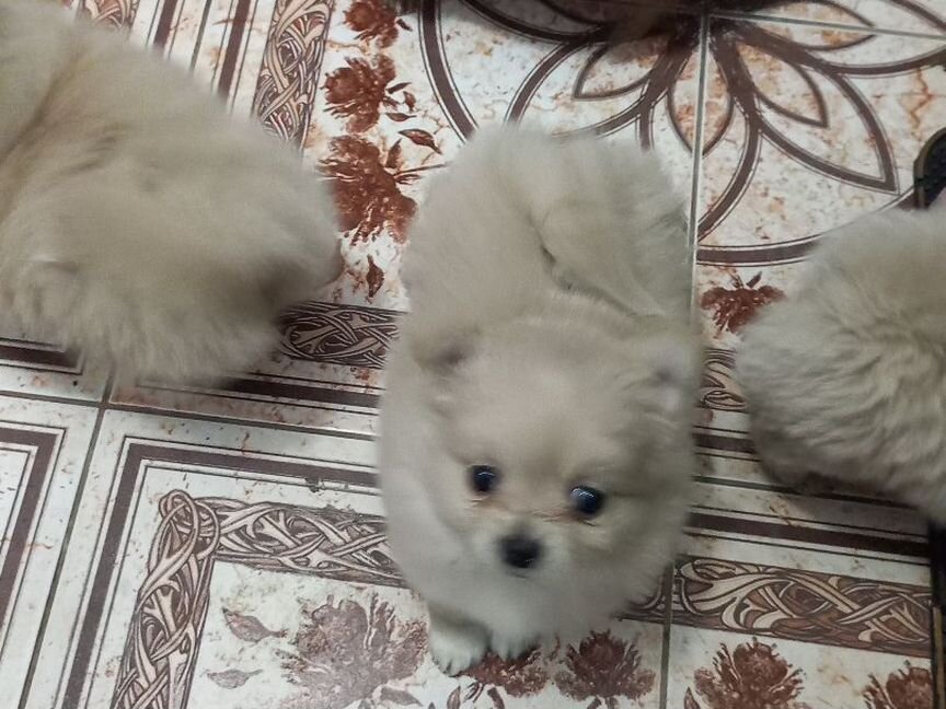 Щенки немецкого малого шпица