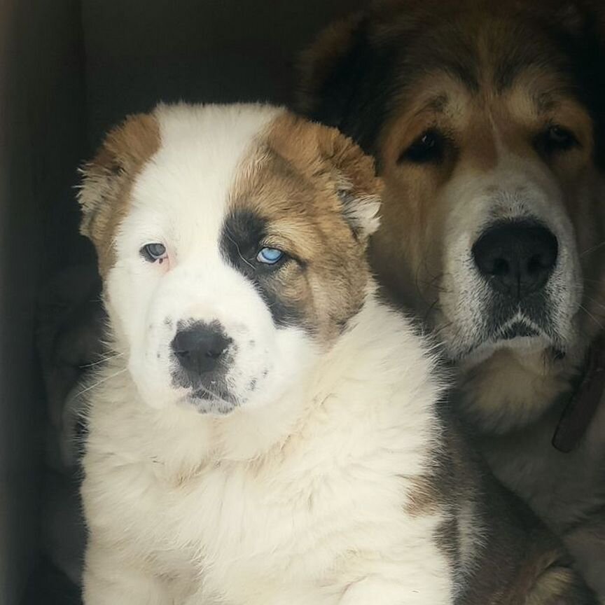 Девочка сао