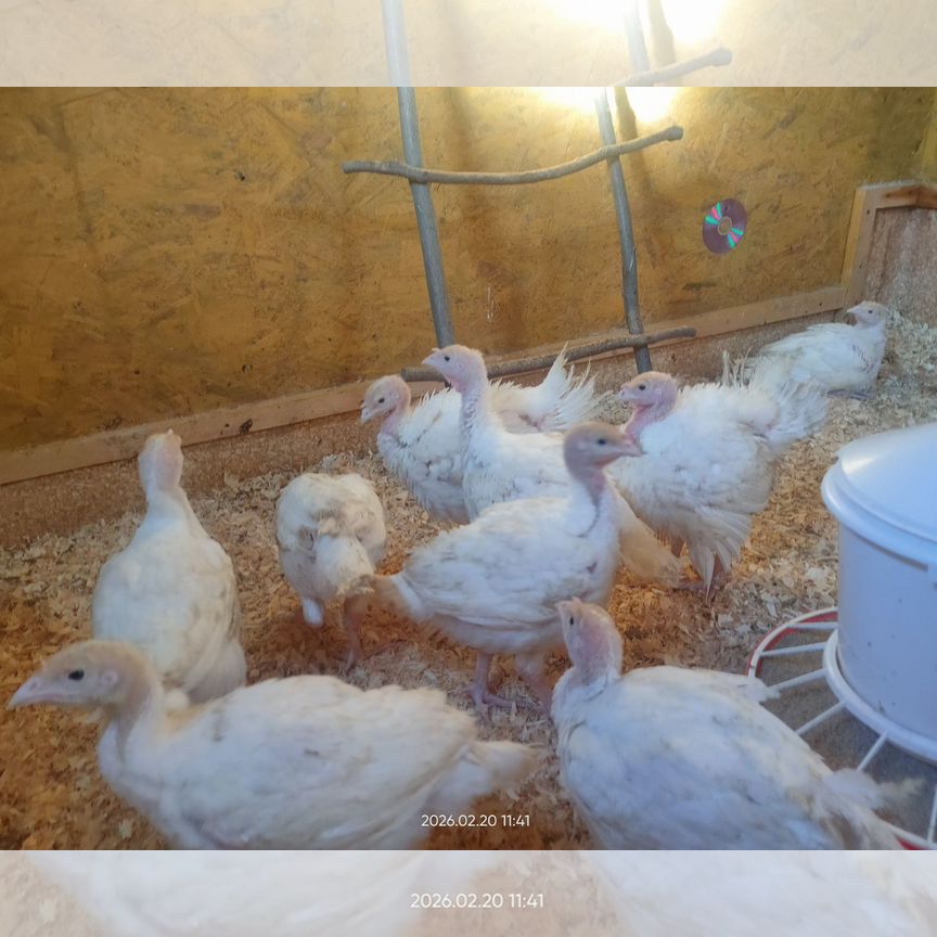 Индюшата хайбрид конвертер Италия