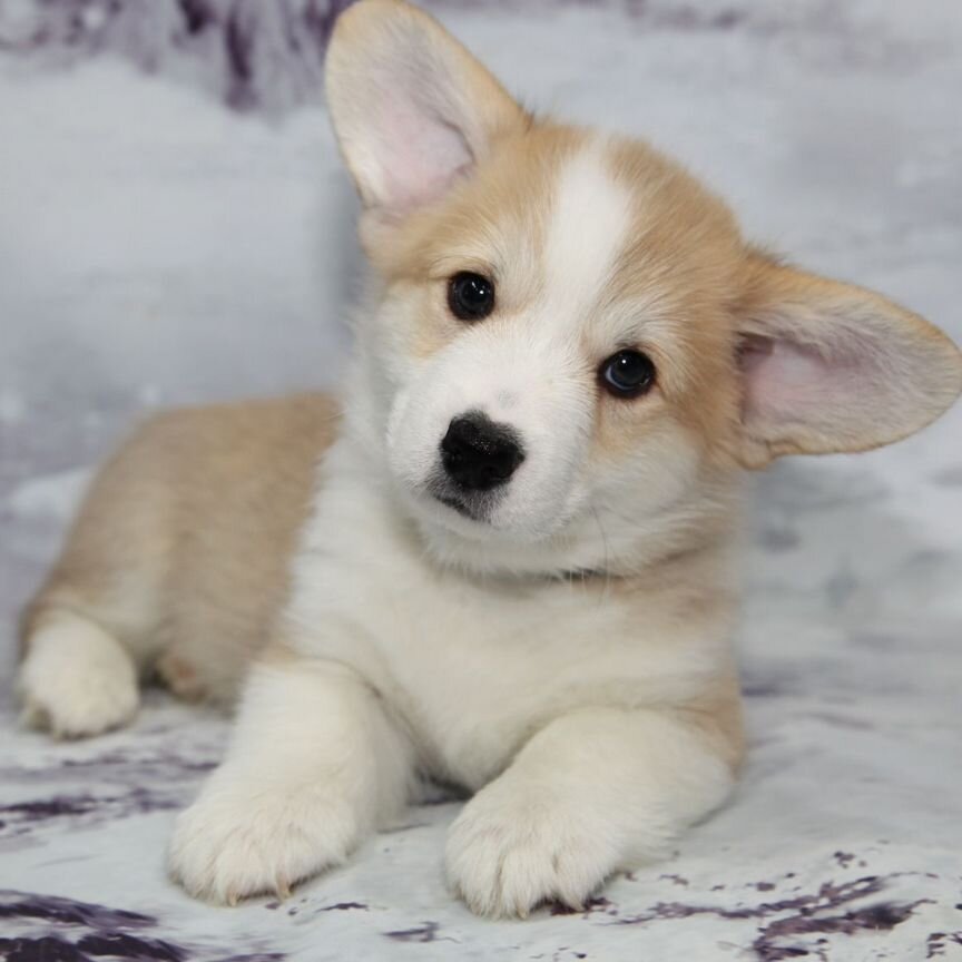Вельш Корги Пемброк, щенок