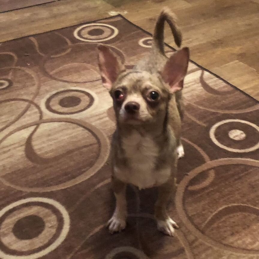 Отдам собаку в добрые руки