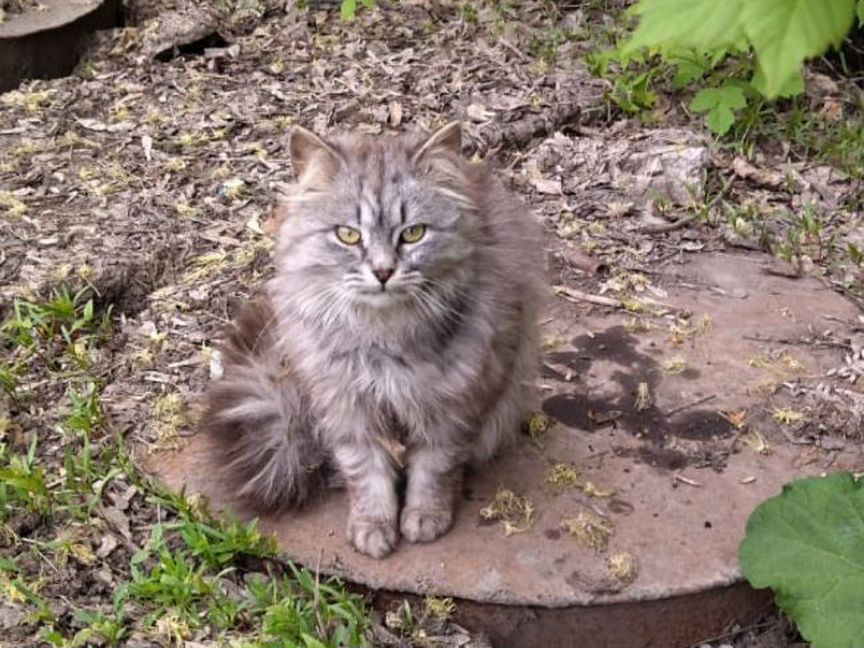 Кузенька котик