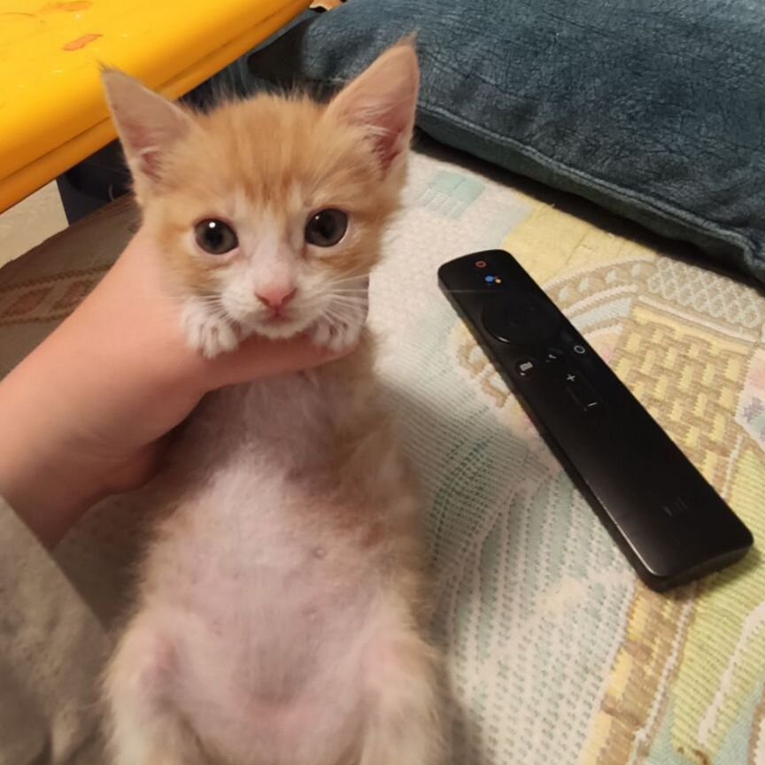 Котёнок в добрые руки