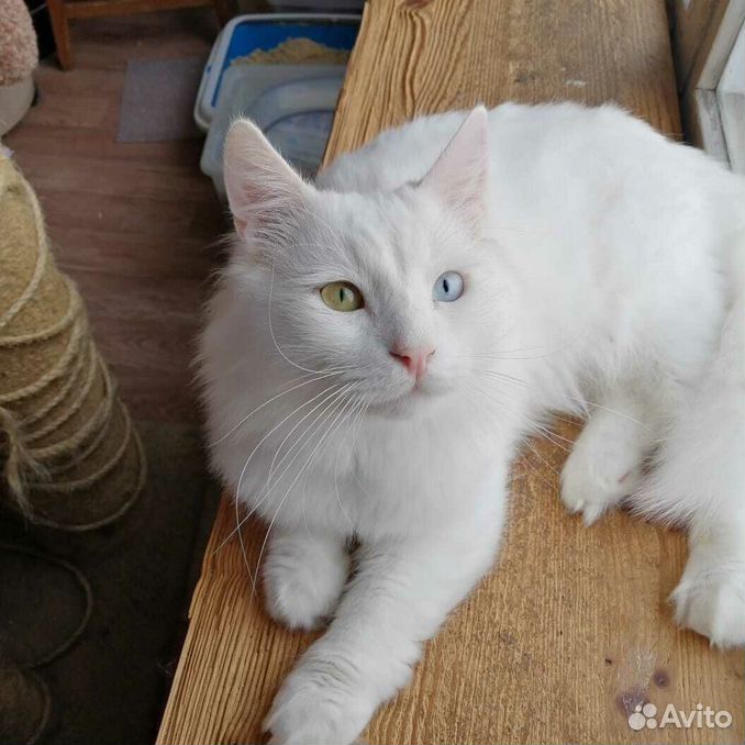 Белоснежный котик Левушка