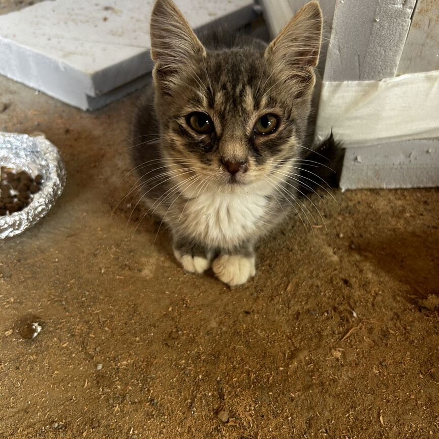 Котята в добрые руки даром
