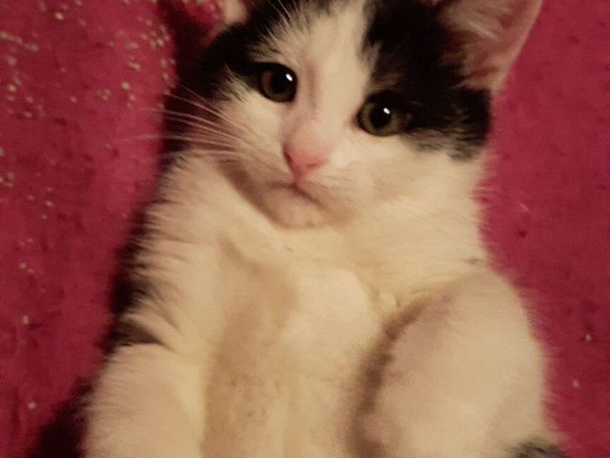 Малышки ищут дом