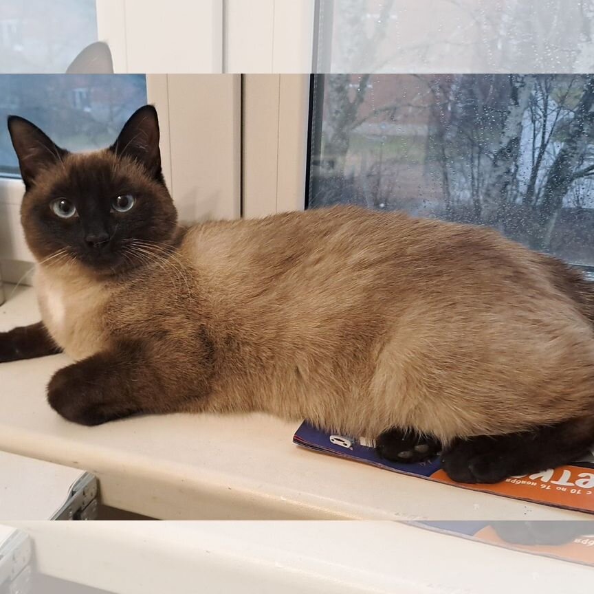 Тайская кошка, вязка