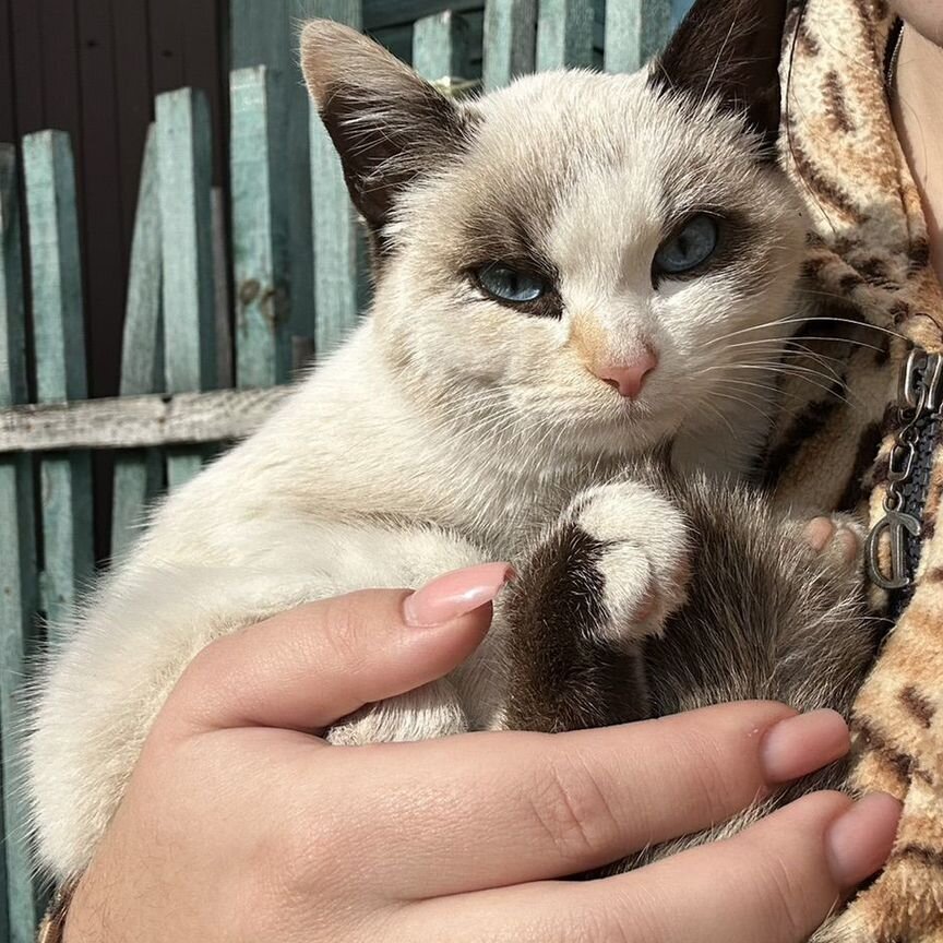 Сиамский котик